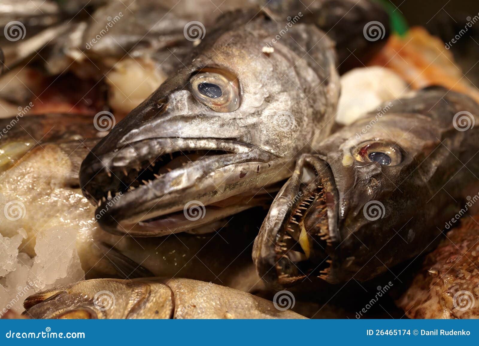 Cod Fish Heads Royalty-Free Stock Image | CartoonDealer.com #16685638