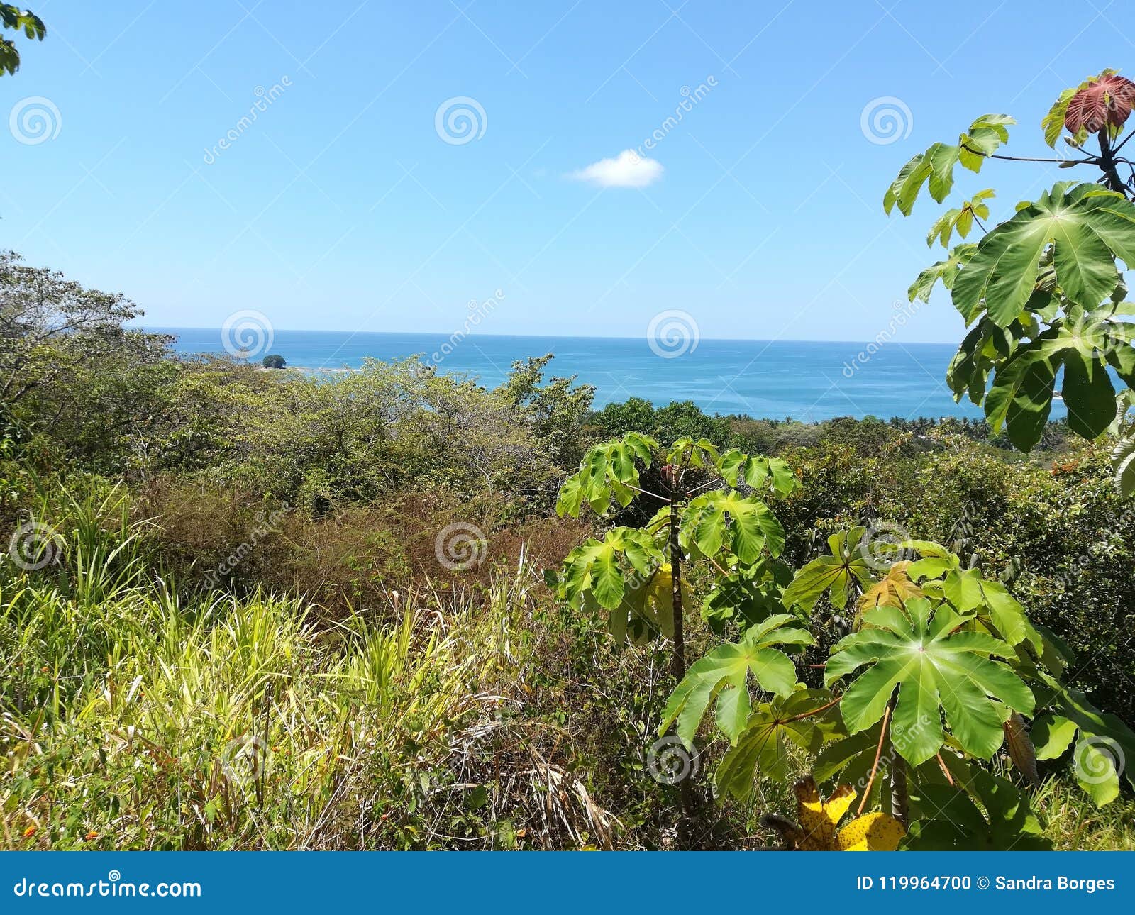Sea through the forest stock photo. Image of ocean, view - 119964700