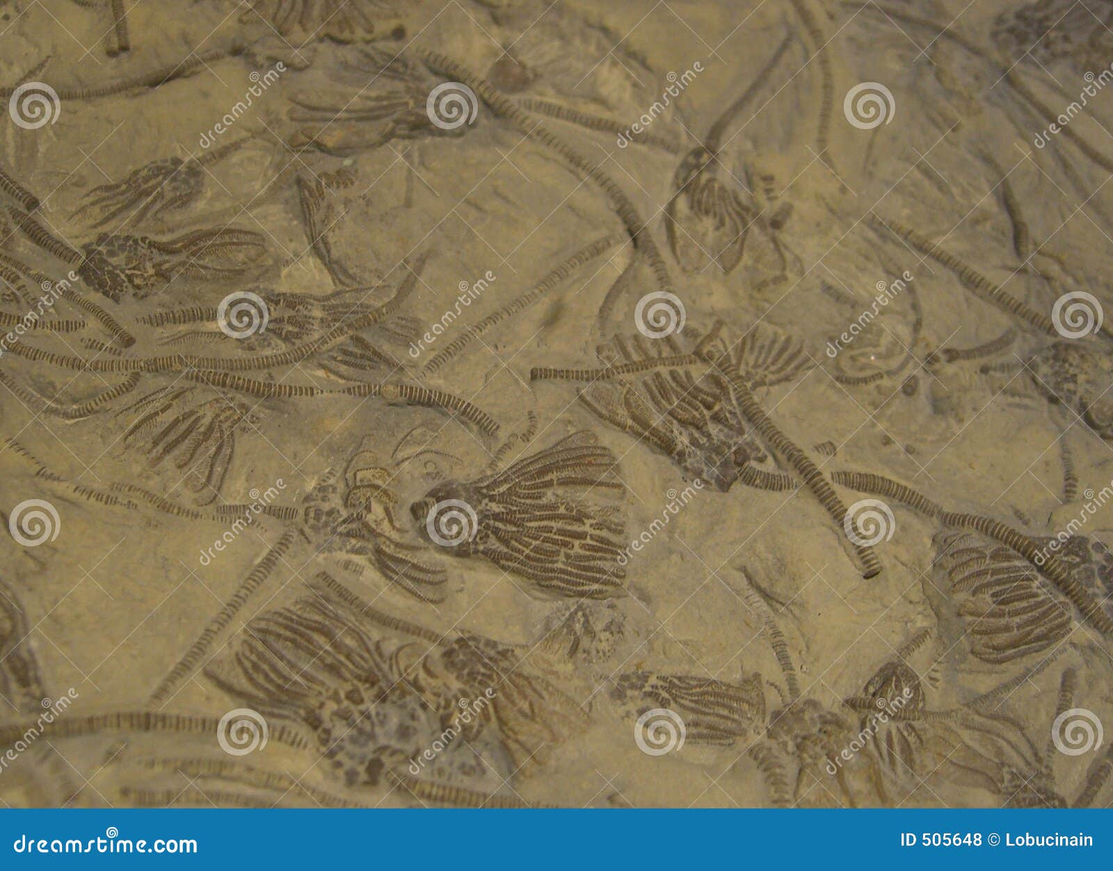 Sea Fossils editorial stock photo. Image of fossil, ocean - 505648