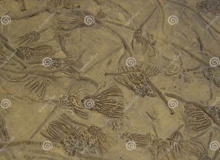 Sea Fossils editorial stock photo. Image of fossil, ocean - 505648