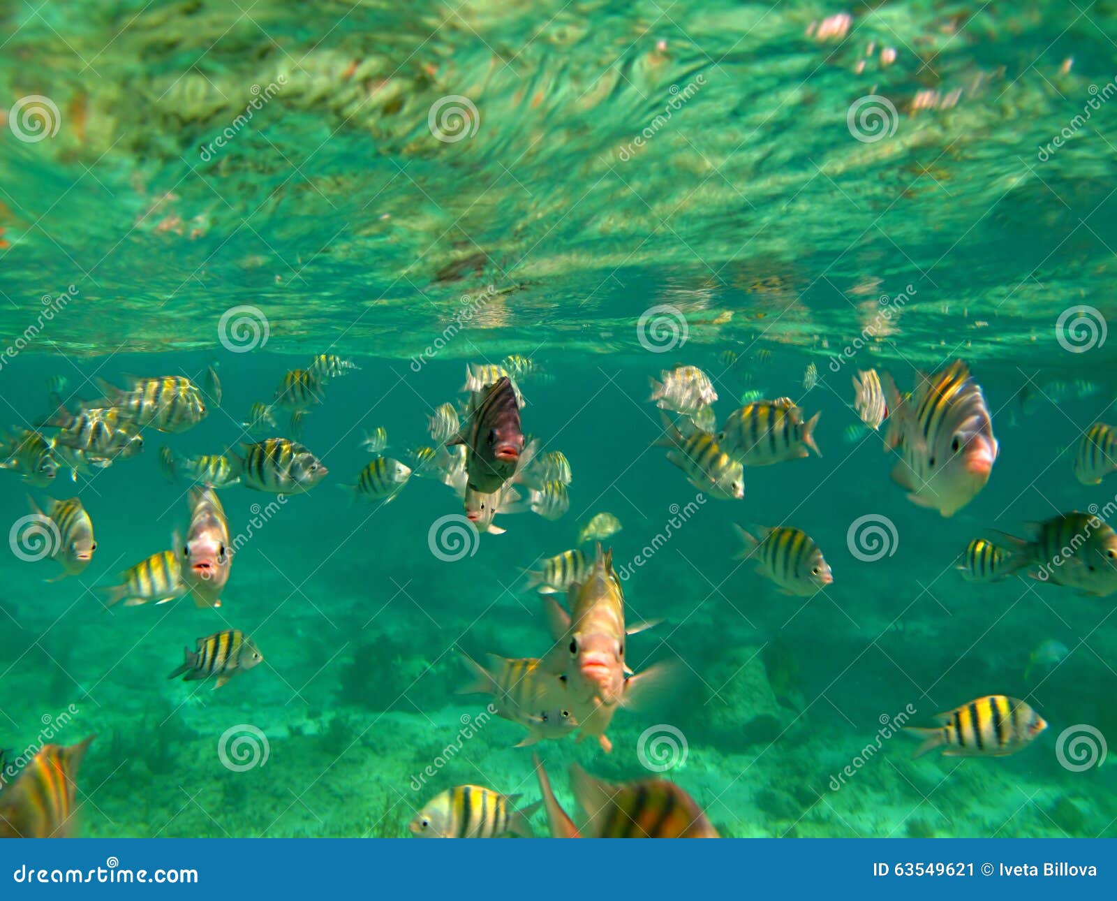 Sea full of colorful fish stock image. Image of summer - 63549621