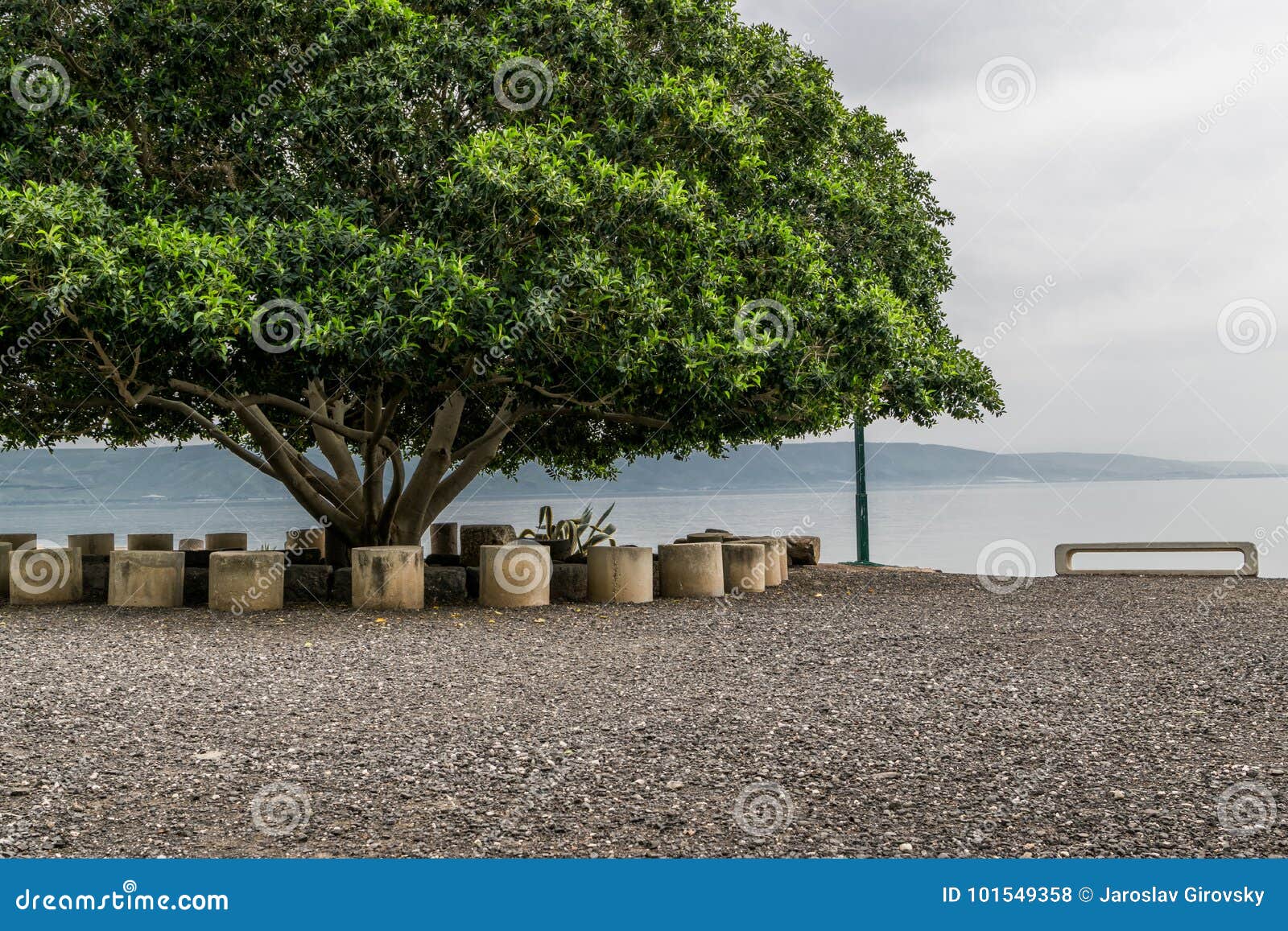 Sea of Galilee with tree stock photo. Image of mountain - 101549358