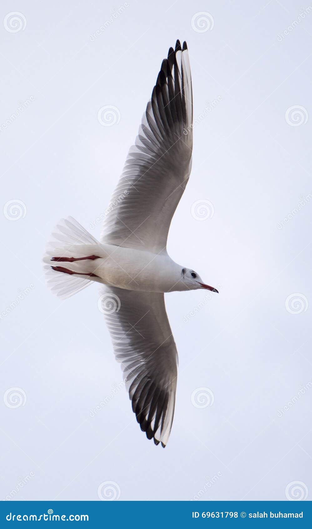 Sea gall stock photo. Image of kittawke, gall, bird - 69631798