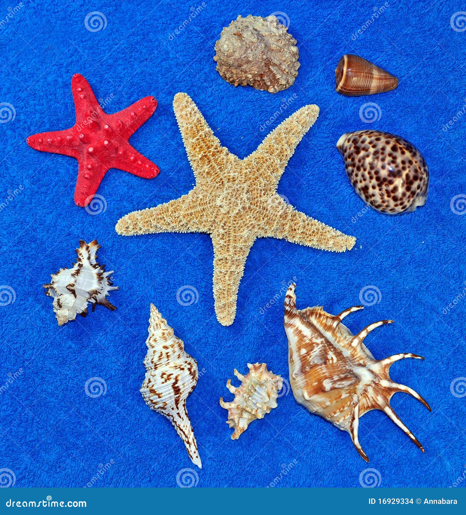 Sea gifts stock photo. Image of ocean, dark, ornament - 16929334