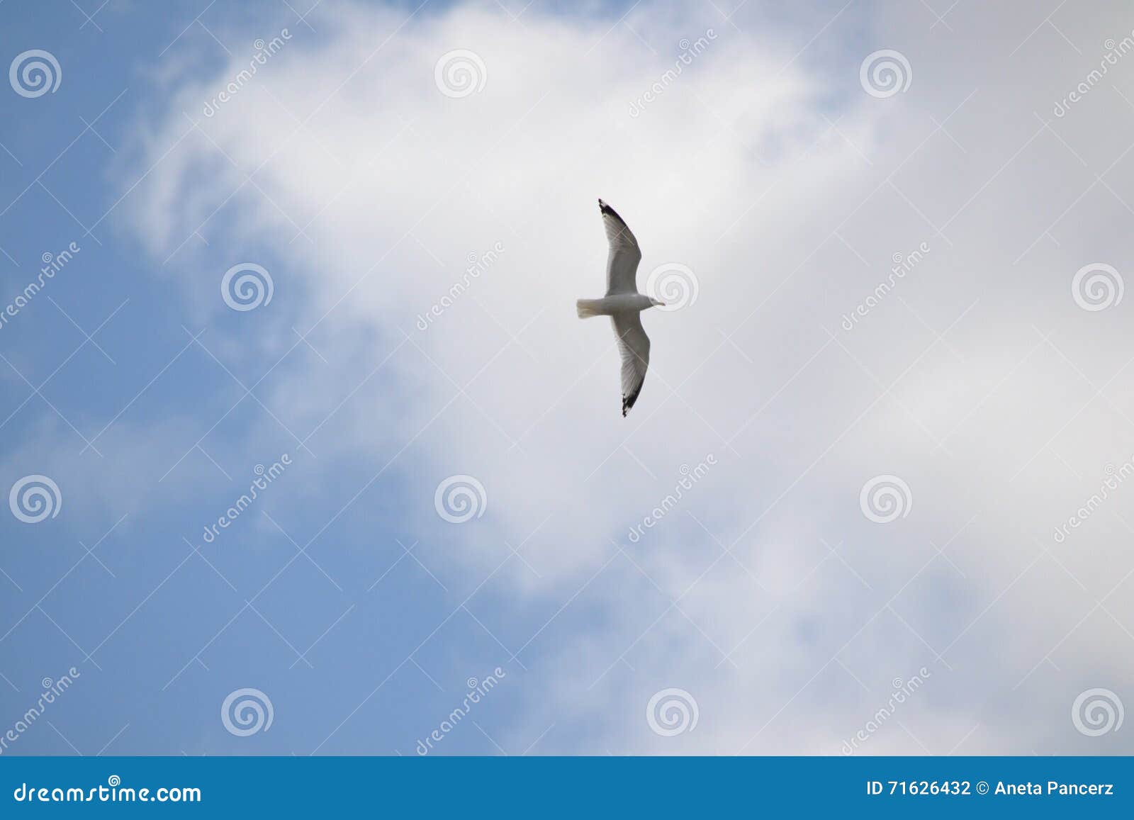 Sea goal stock photo. Image of flying, goal, clouds, bird - 71626432