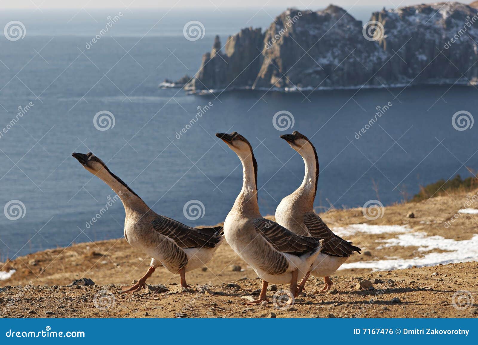 Sea goose stock photo. Image of cold, goose, farm, stones - 7167476