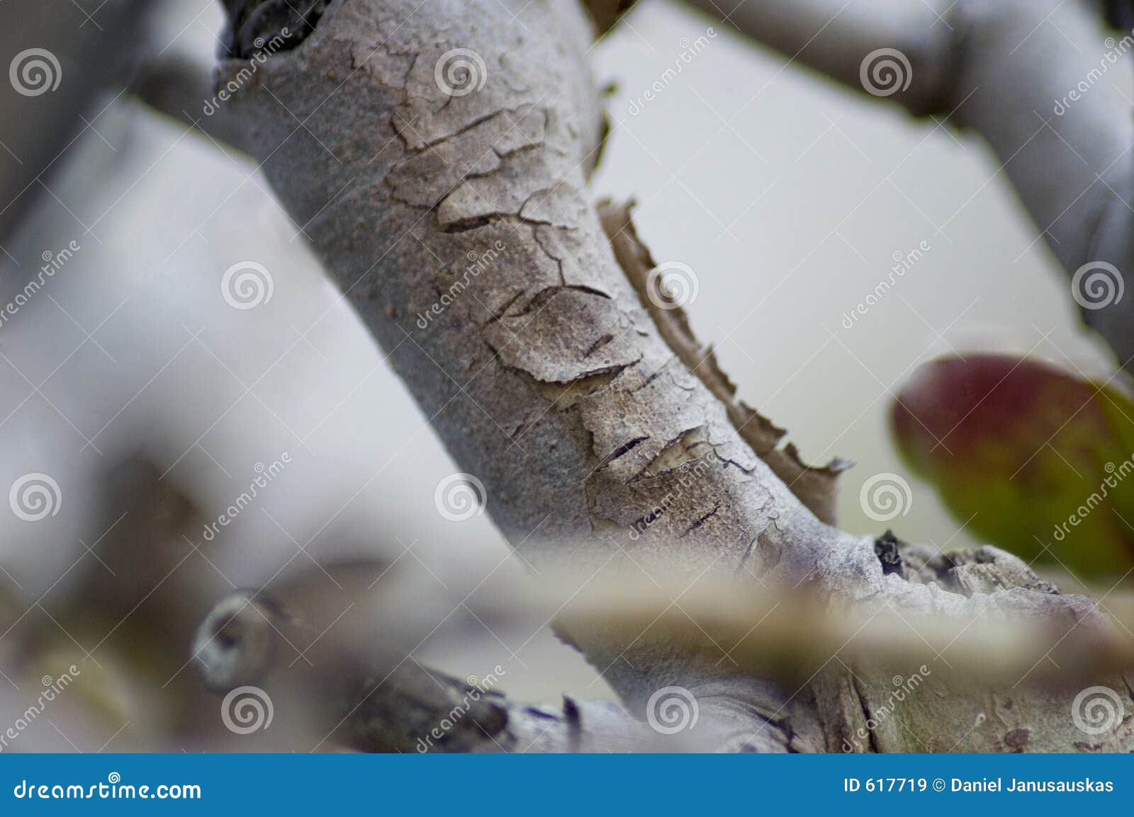 Sea Grape Bark Closeup stock image. Image of dune, grape - 617719
