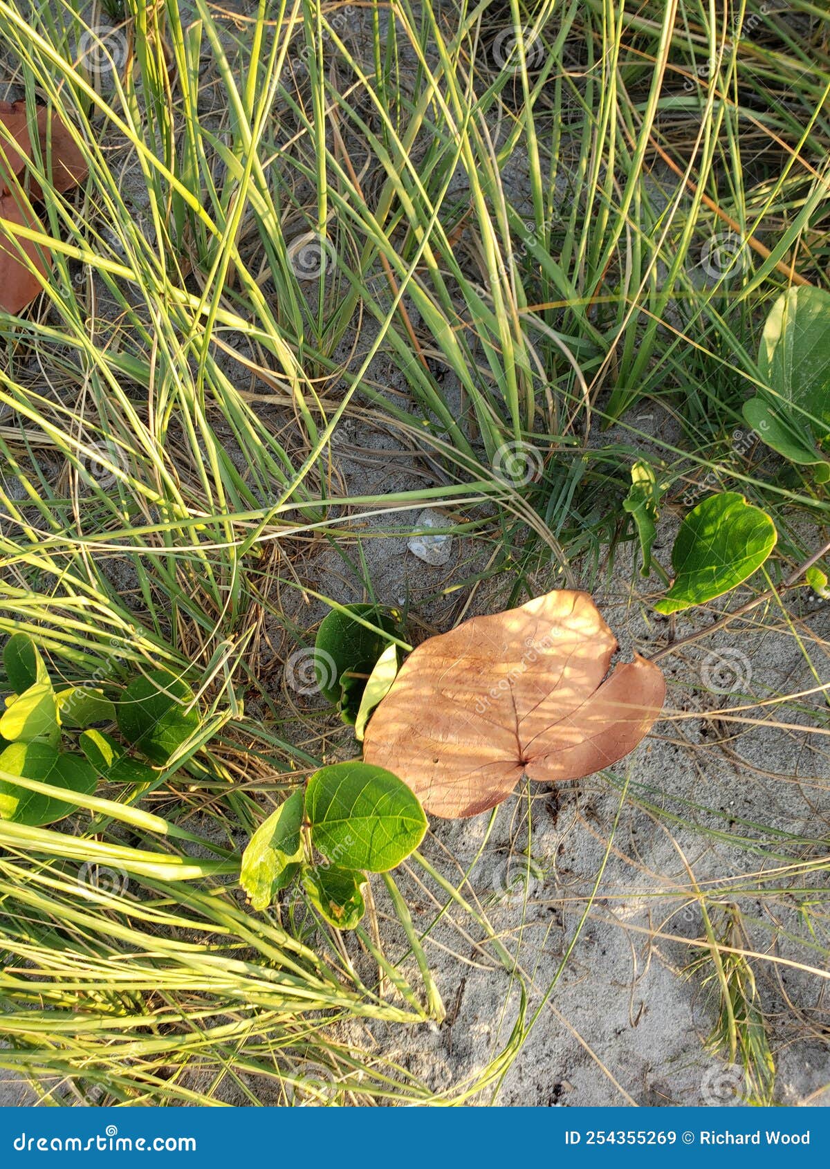 View of Sea Grape and Beach Grasses, Cape Canaveral, Florida Stock ...