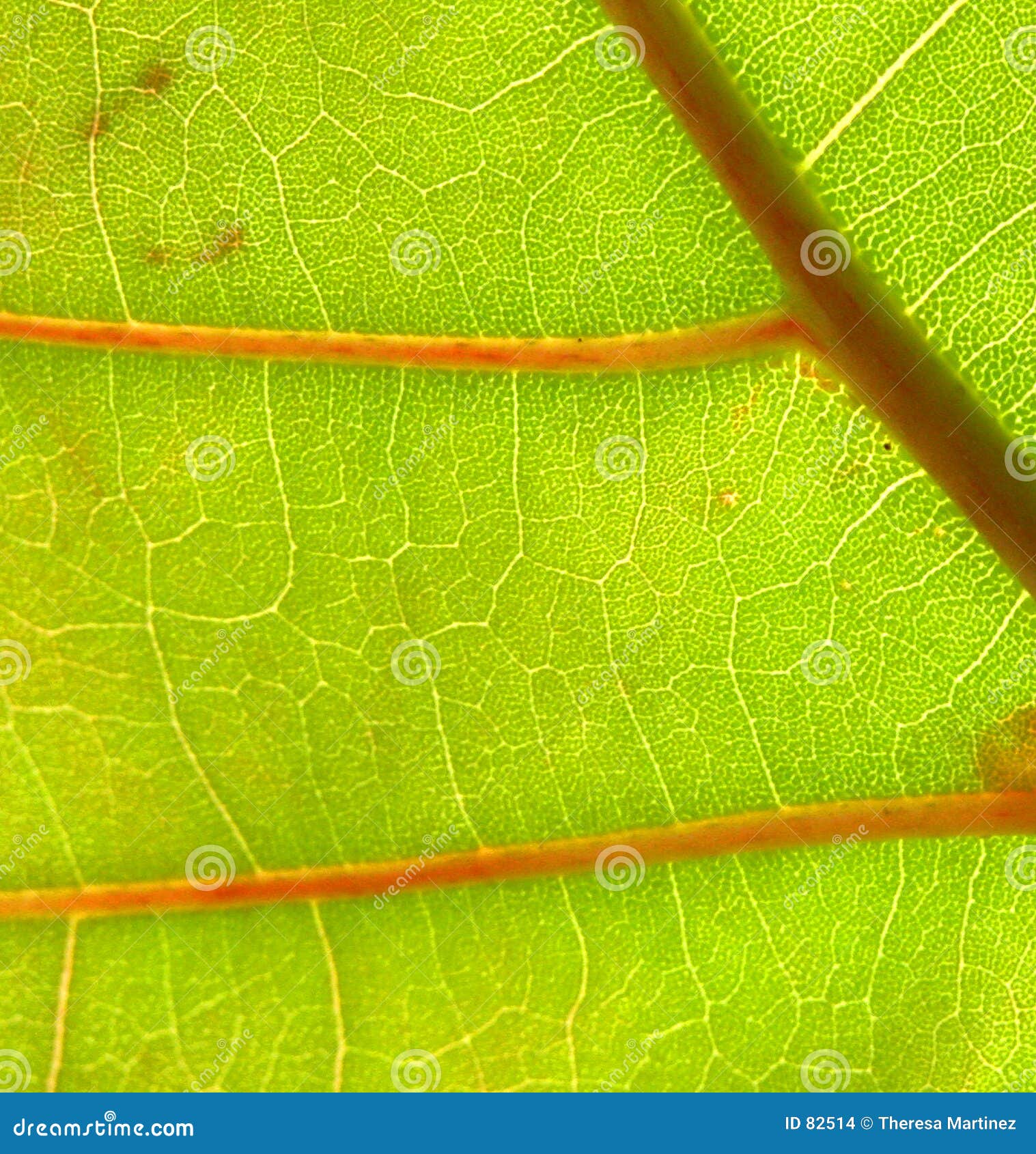 Sea Grape Leaf Closeup stock photo. Image of backlit, green - 82514