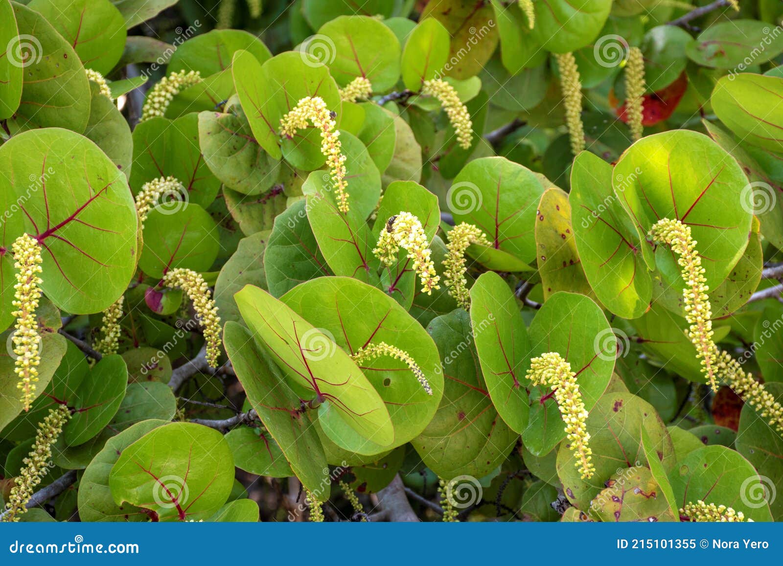 Sea Grape Plants on the Beach Stock Image - Image of grape, food: 215101355
