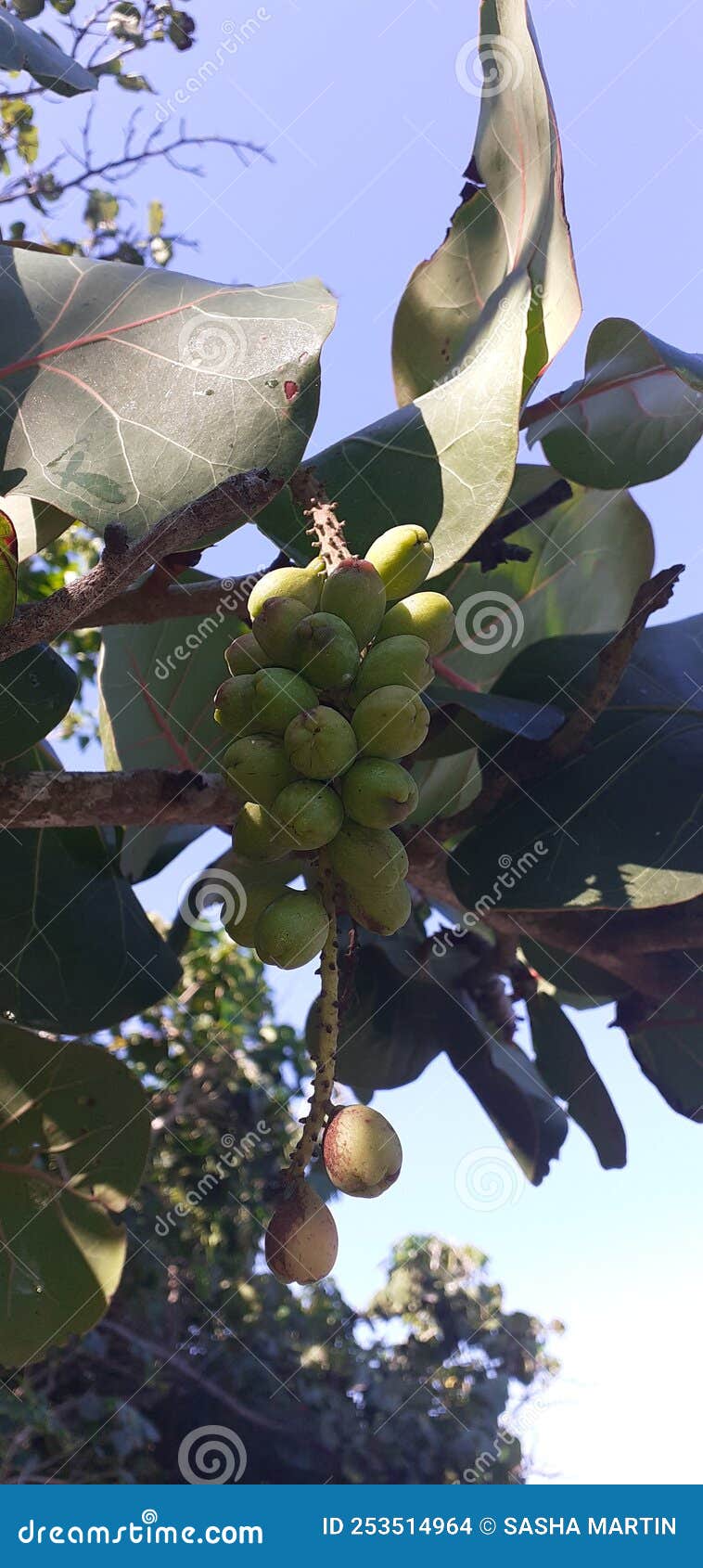 Sea grapes on the beach stock photo. Image of evergreen - 253514964