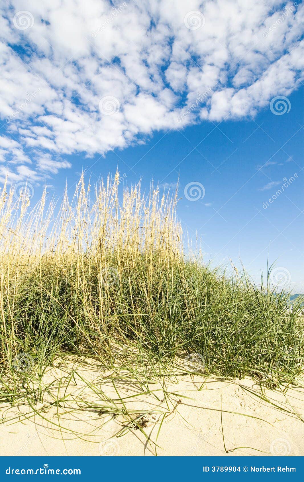 Sea grass stock photo. Image of coastline, outer, sunny - 3789904