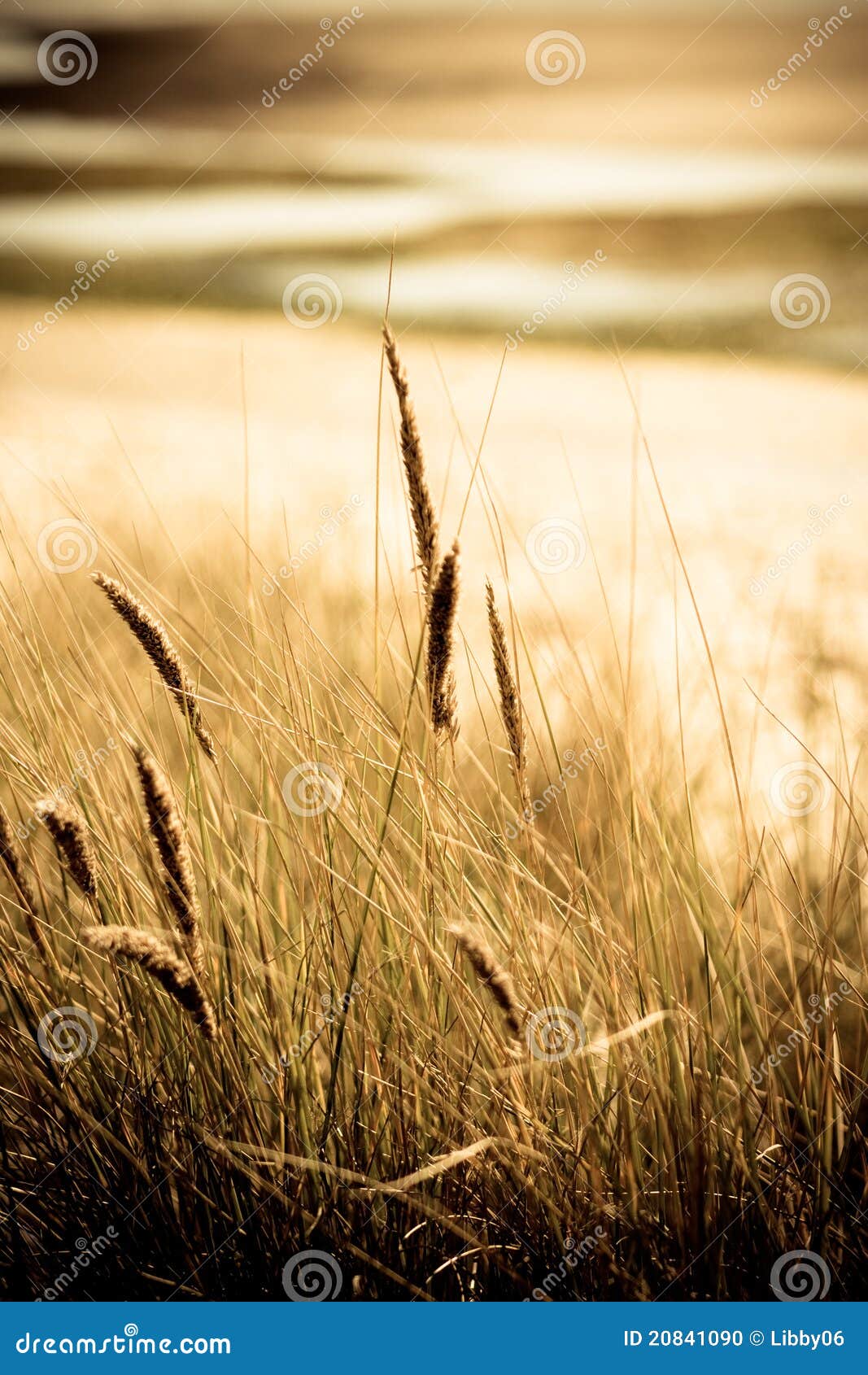 Sea Grass with Beach Background. Stock Photo - Image of victoria ...