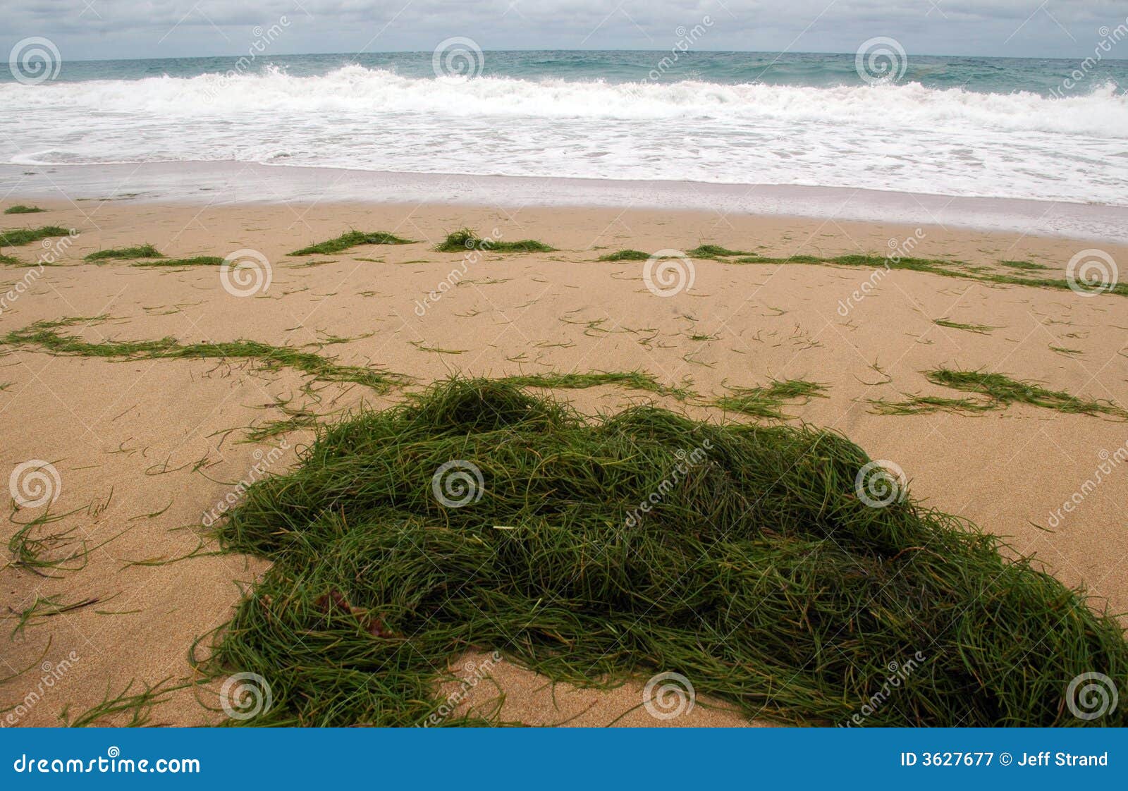 Sea Grass on Beach in the Caribbean Stock Image - Image of adrift ...