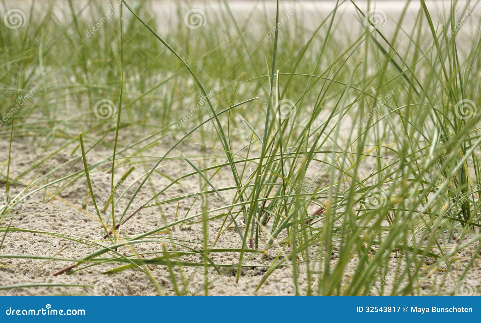 Sea grass on the beach stock image. Image of nature, grass - 32543817