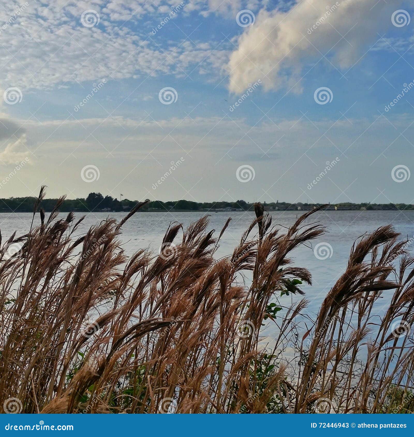 Sea grass stock image. Image of oats, breeze, wave, grass - 72446943