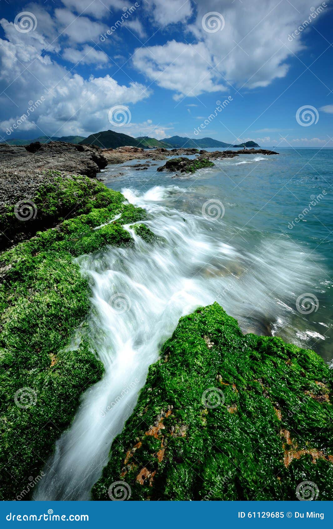 The sea grass on the reef stock image. Image of shore - 61129685