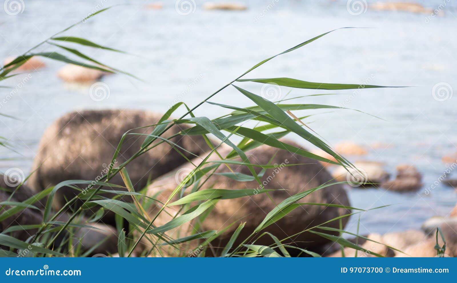 Sea and grass stock photo. Image of rock, macro, grey - 97073700