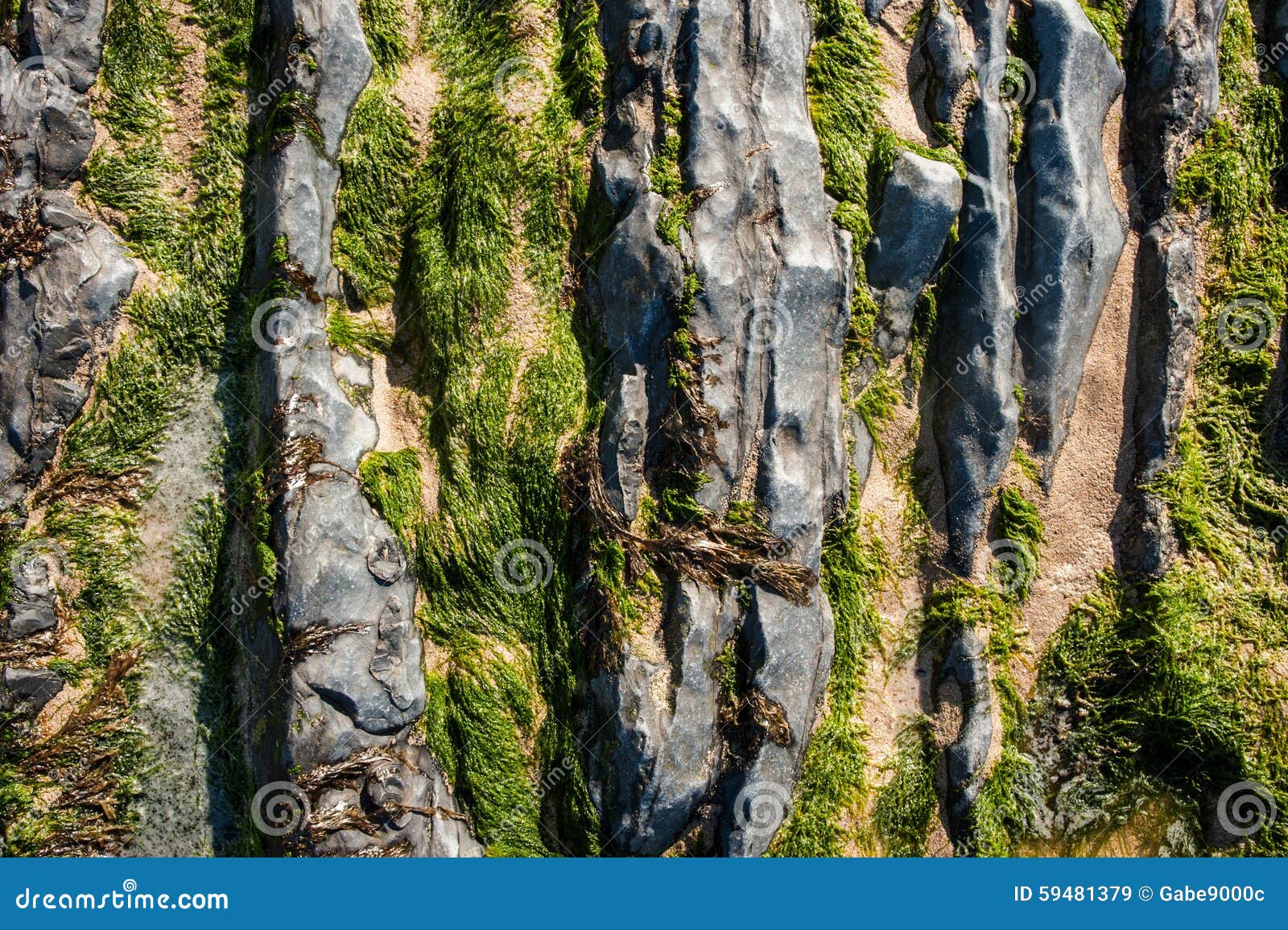 Sea Grass on Rocks at Low Tide Stock Image - Image of scenery, coast ...