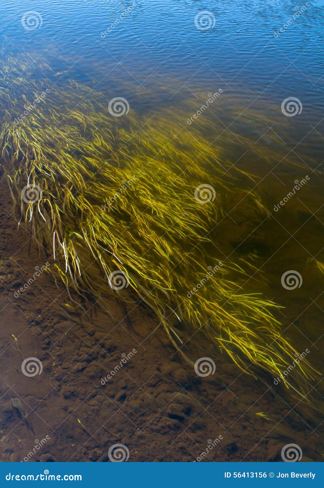 Sea Grass at shore stock photo. Image of grass, seascape - 56413156