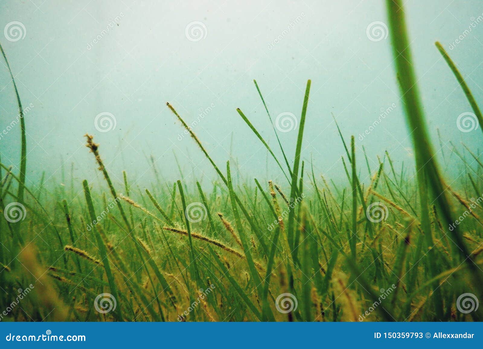 Sea Grass Underwater, Underwater Close Up Green Sea Grass Stock Image ...