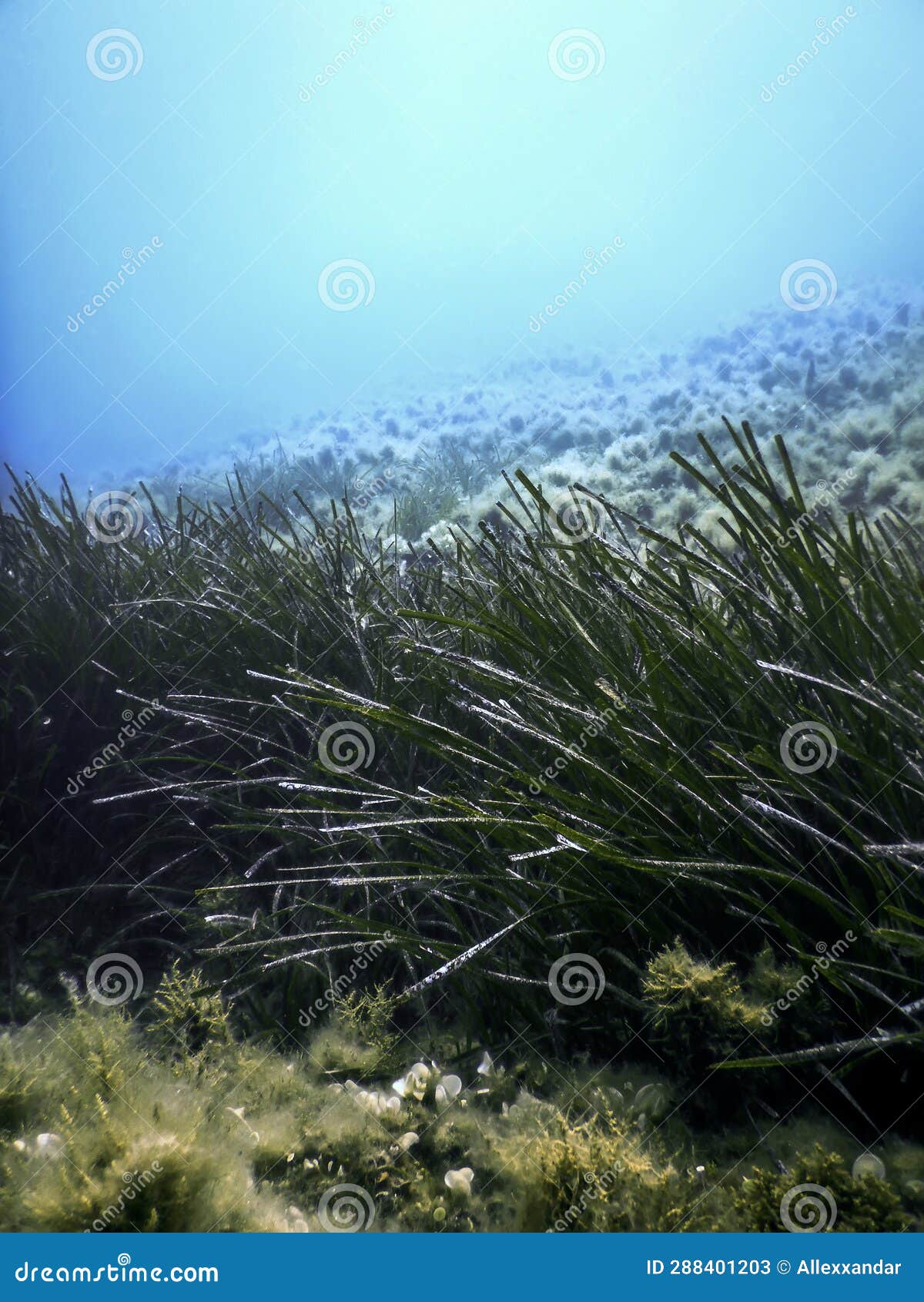 Sea Grass Underwater, Green Grass Stock Image - Image of seagrass ...