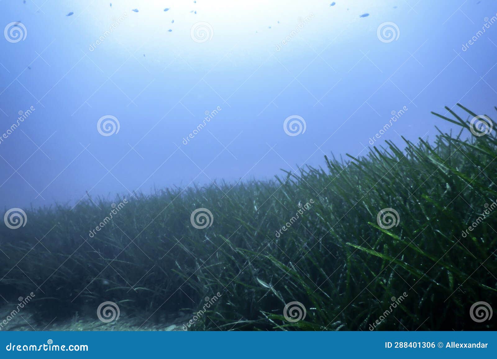 Sea Grass Underwater, Green Grass Stock Photo - Image of undercurrents ...