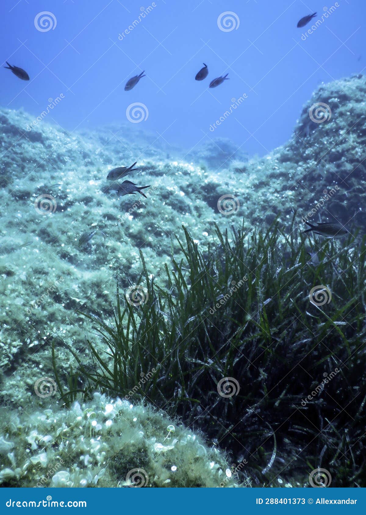 Sea Grass Underwater, Green Grass Stock Image - Image of grass ...