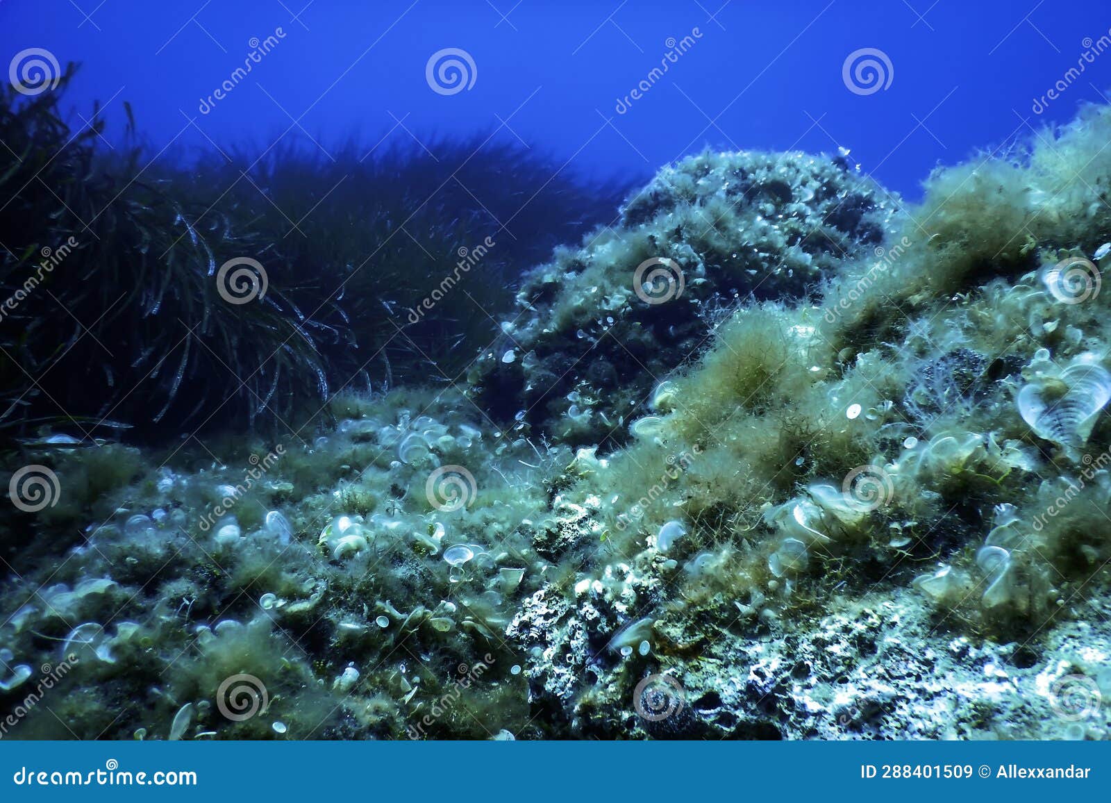 Sea Grass Underwater Green Grass Stock Image Image Of Ecosystem Green 288401509
