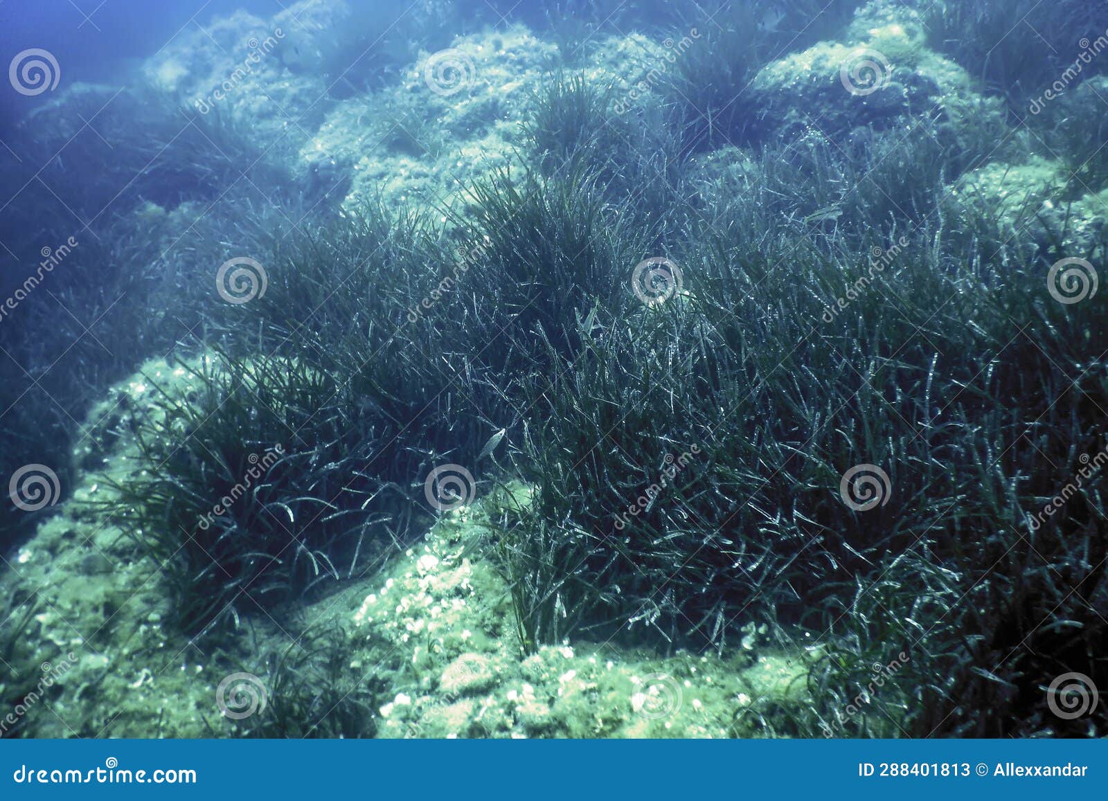 Sea Grass Underwater, Green Grass Stock Image - Image of undercurrents ...