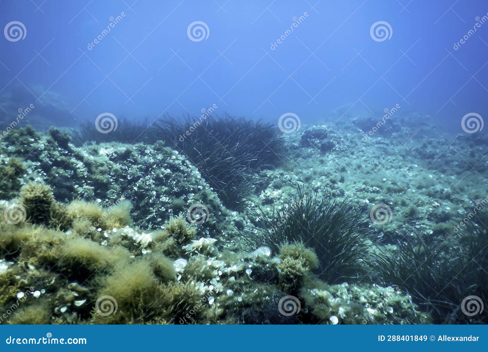 Sea Grass Underwater, Green Grass Stock Image - Image of ocean, habitat ...
