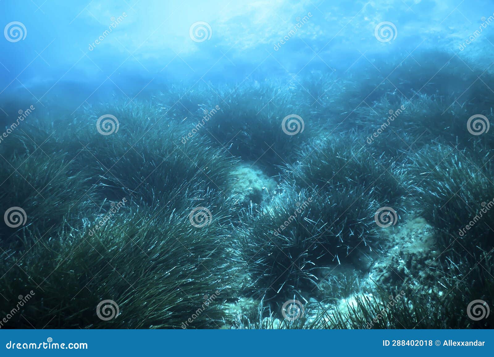 Sea Grass Underwater, Green Grass Stock Photo - Image of world ...