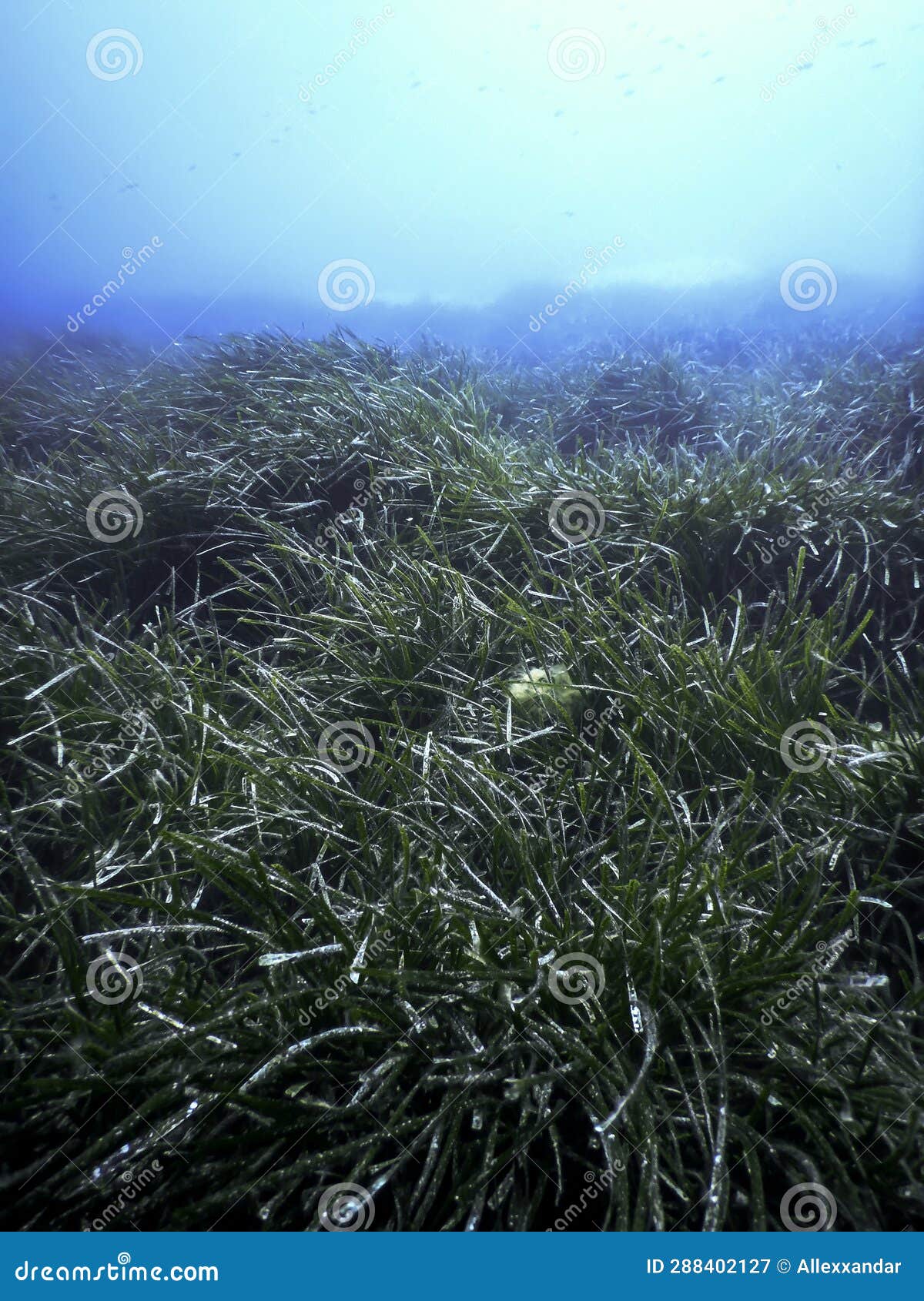 Sea Grass Underwater, Green Grass Stock Image - Image of life, tranquil ...