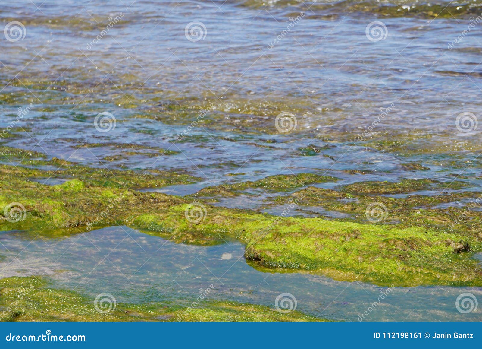 308 Weed Bali Stock Photos - Free & Royalty-Free Stock Photos from ...