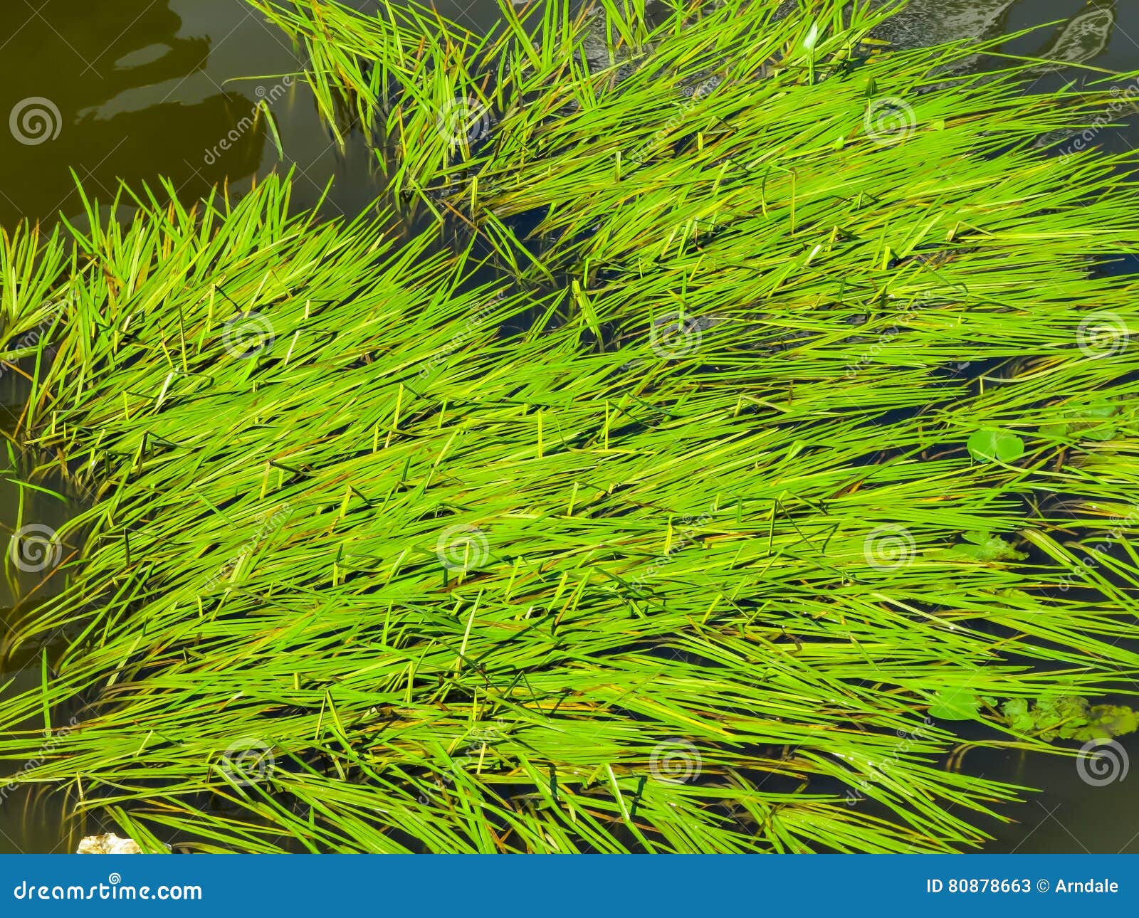 Zostera Marina Close Up