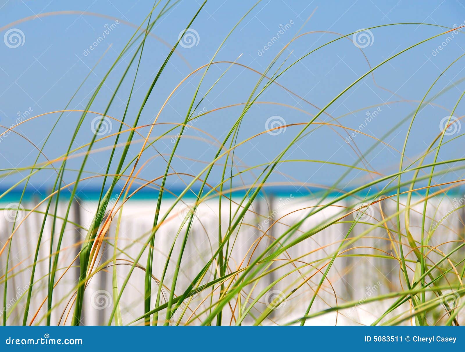 Sea Grasses on Dune stock image. Image of sand, plant - 5083511