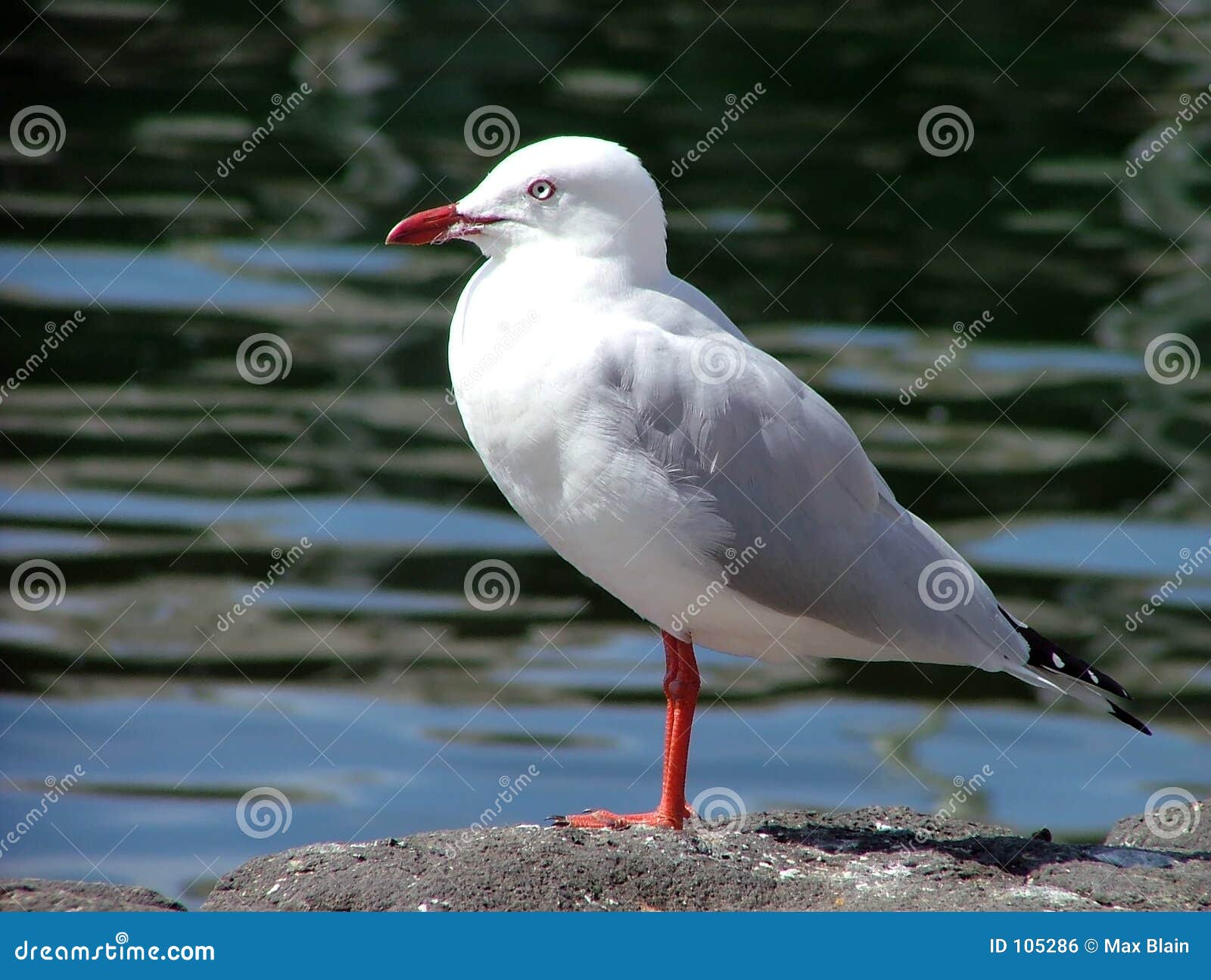 Sea gull stock photo. Image of wings, gull, scavengers - 105286