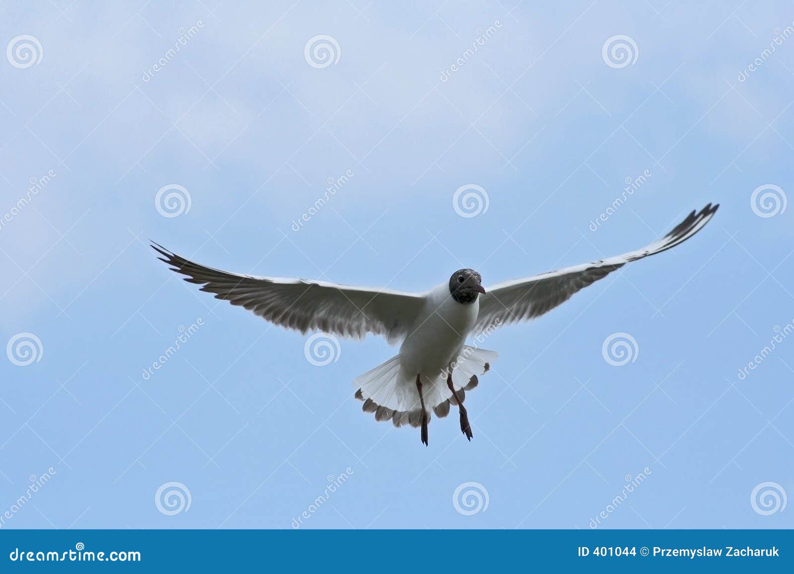 Sea-gull stock photo. Image of clouds, gull, wing, qsqs - 401044