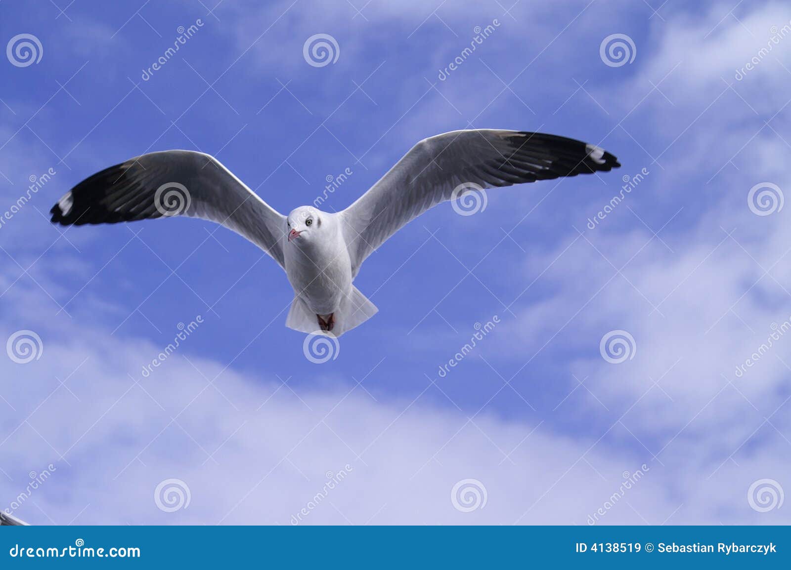 Sea gull stock image. Image of gull, bird, clouds, blue - 4138519