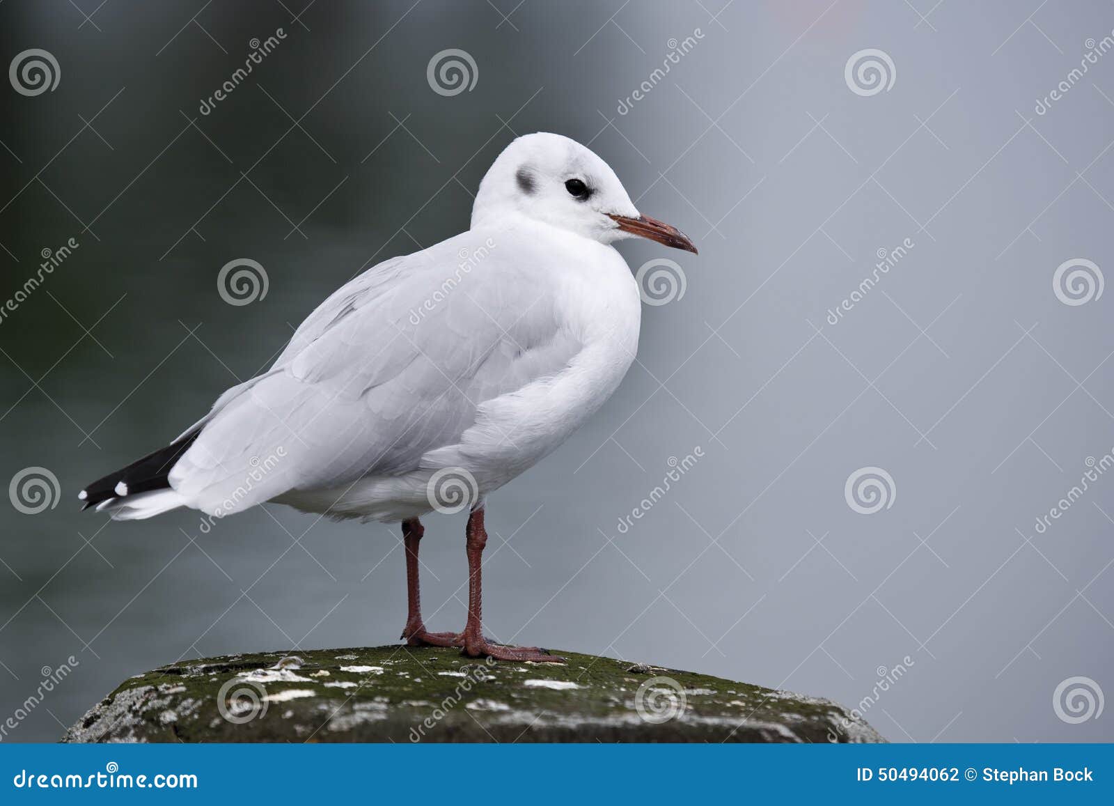 Sea gull stock photo. Image of gull, animal, bird, cliff - 50494062