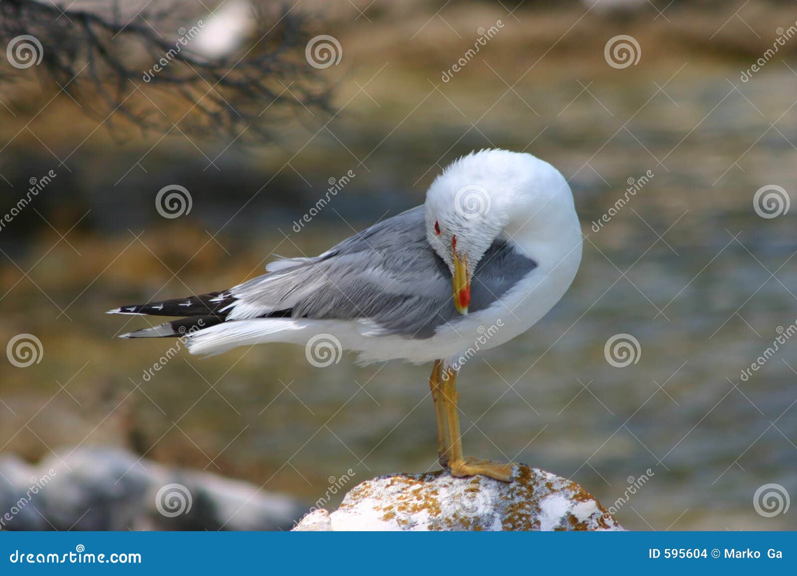 Sea gull stock photo. Image of animal, ocean, beak, wildlife - 595604