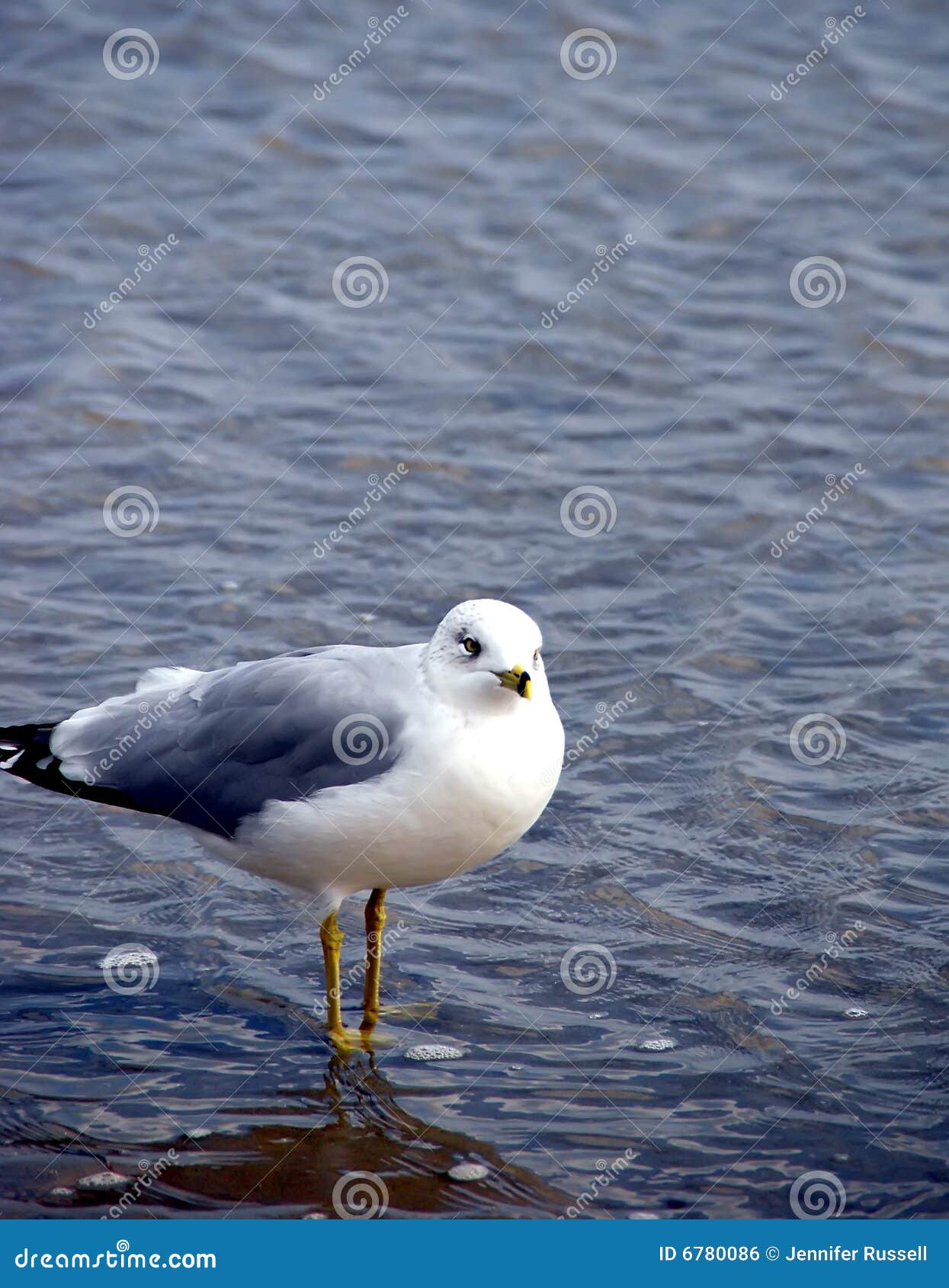 Sea Gull stock photo. Image of maine, environment, outdoors - 6780086