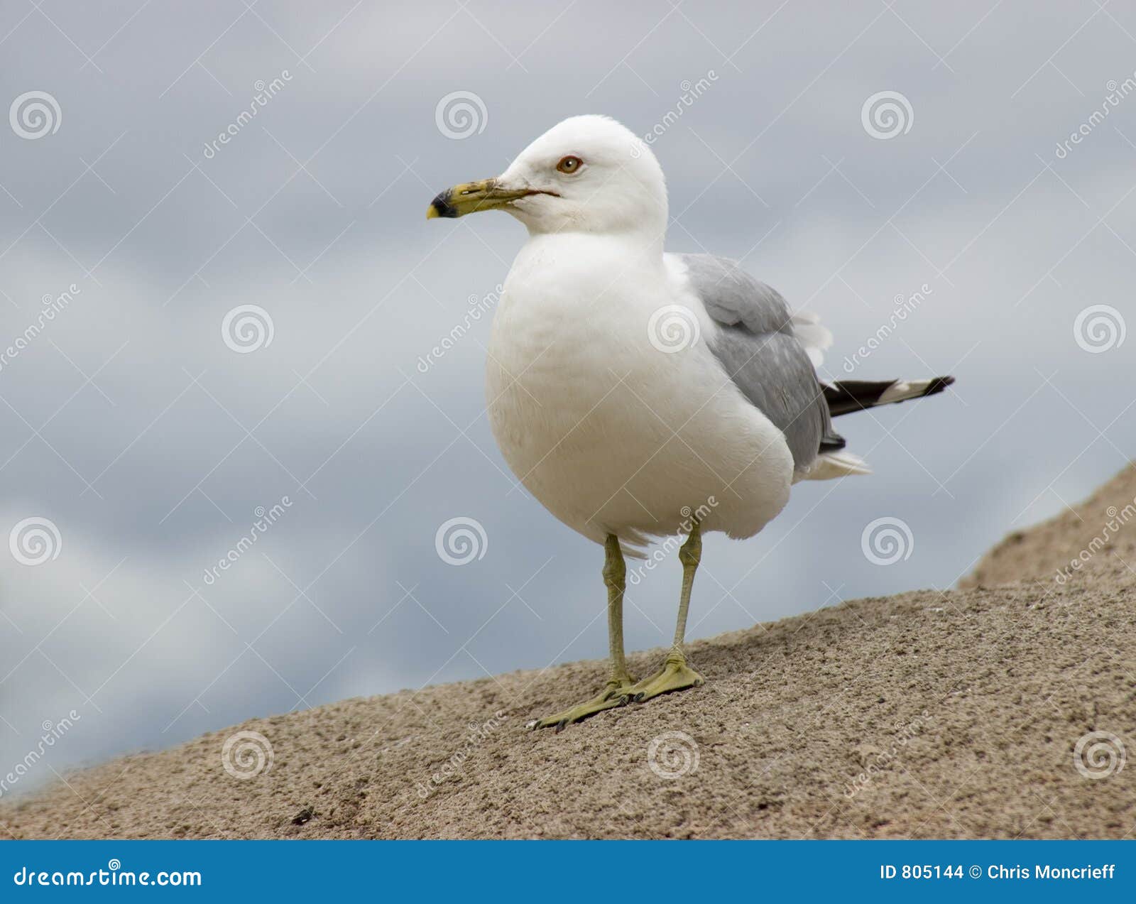 Sea Gull stock photo. Image of fish, tern, terns, gulls - 805144