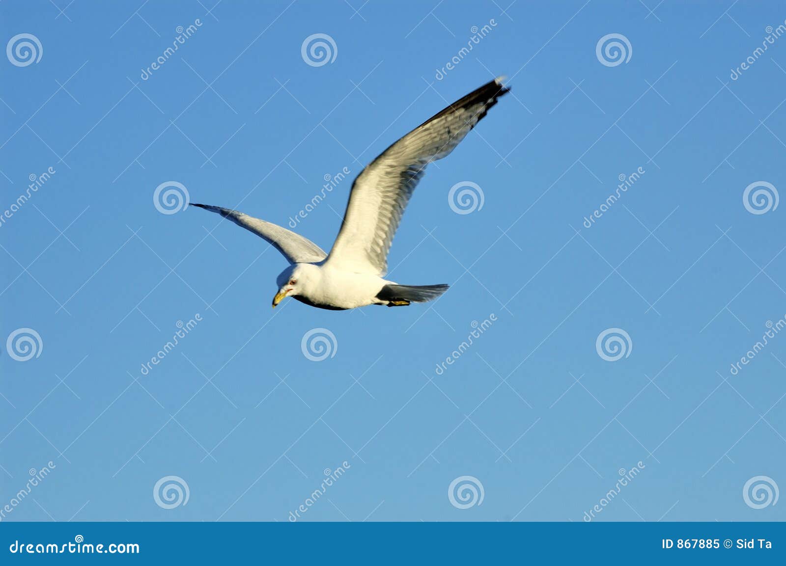 Sea gull stock image. Image of bird, outdoor, beach, seashore - 867885