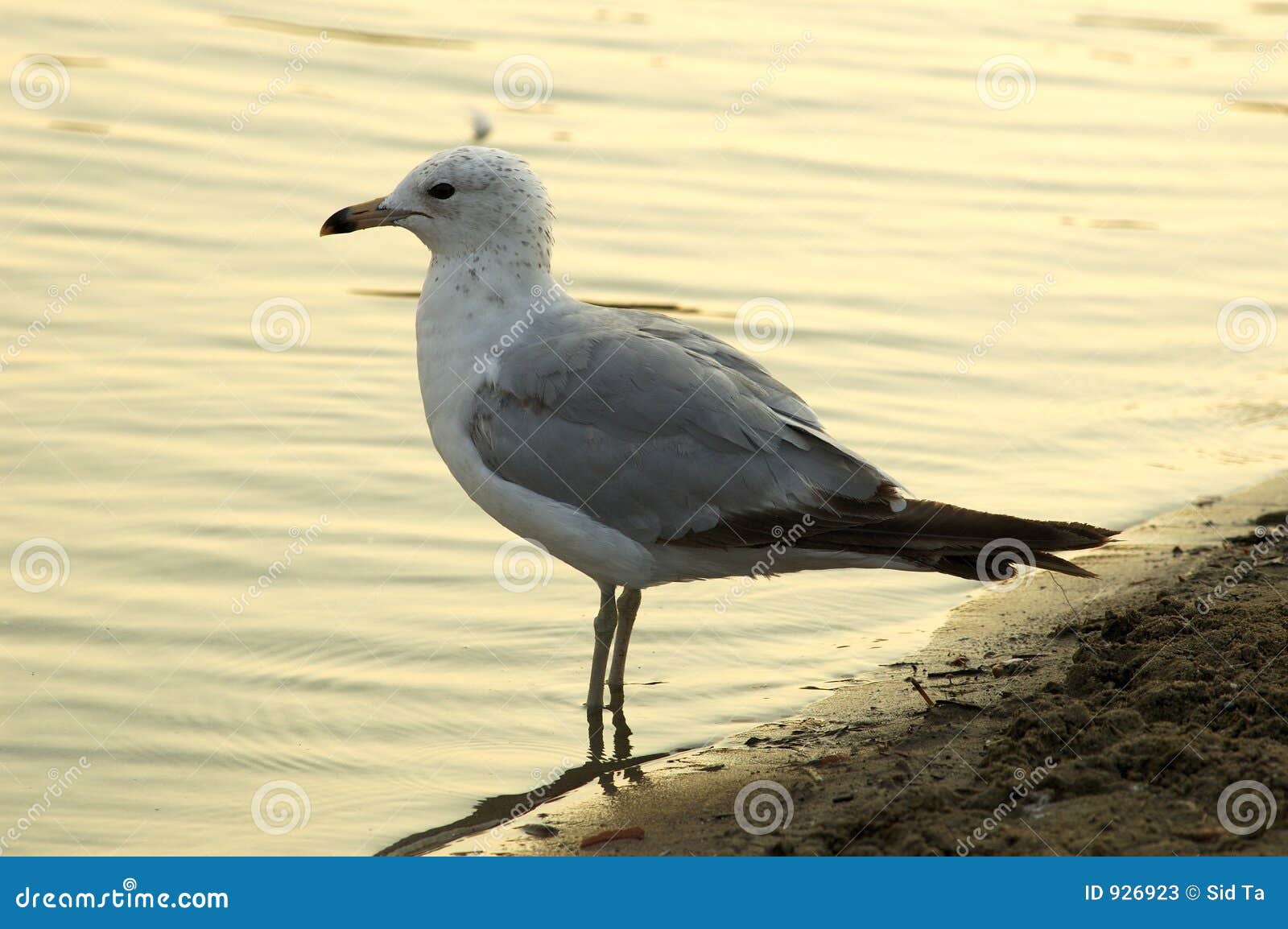 Sea gull stock image. Image of life, fauna, bird, shoreline - 926923