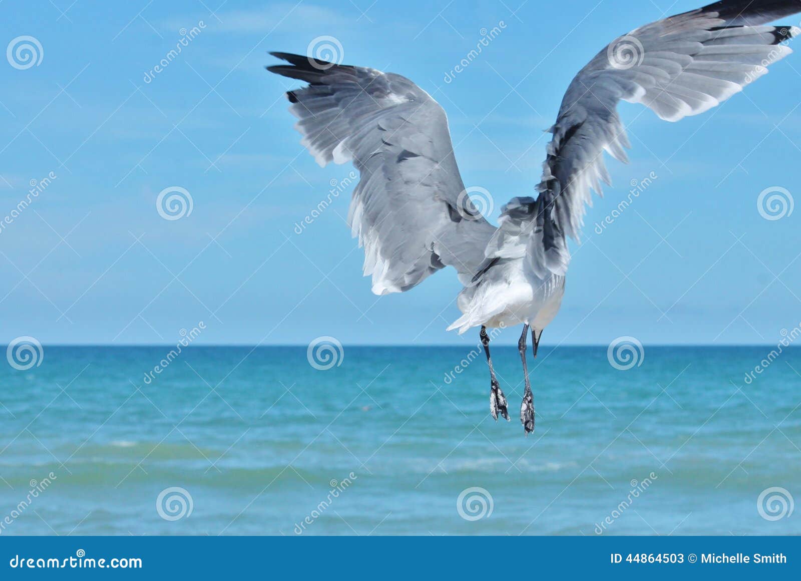 Sea Gull Ascending stock image. Image of bird, ocean - 44864503