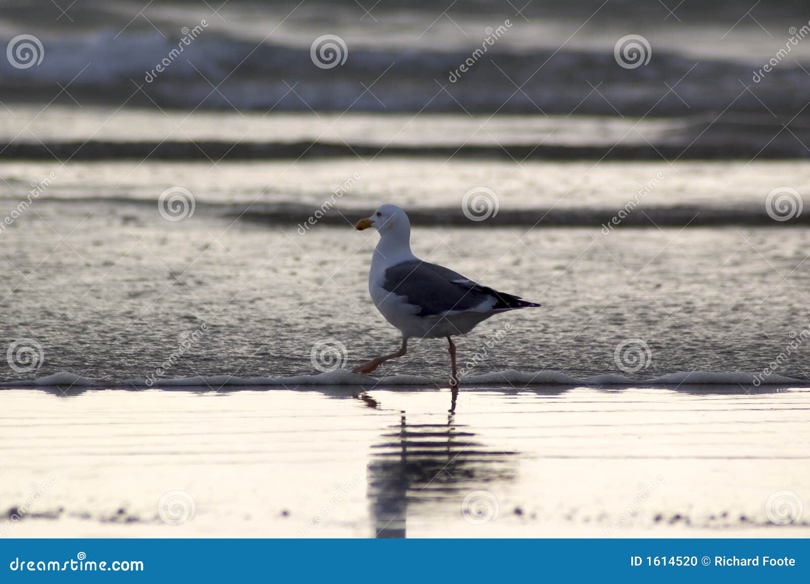 Sea Gull on the Beach stock photo. Image of wave, bird - 1614520