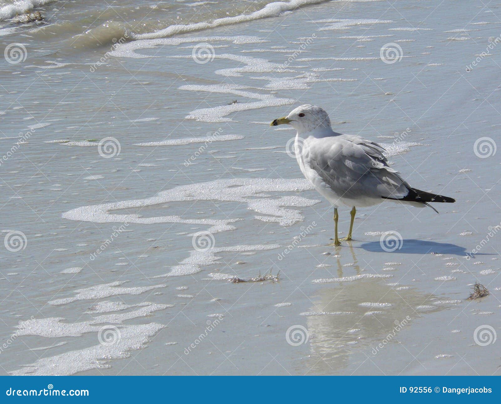 Sea Gull on beach stock photo. Image of salt, beach, ocean - 92556
