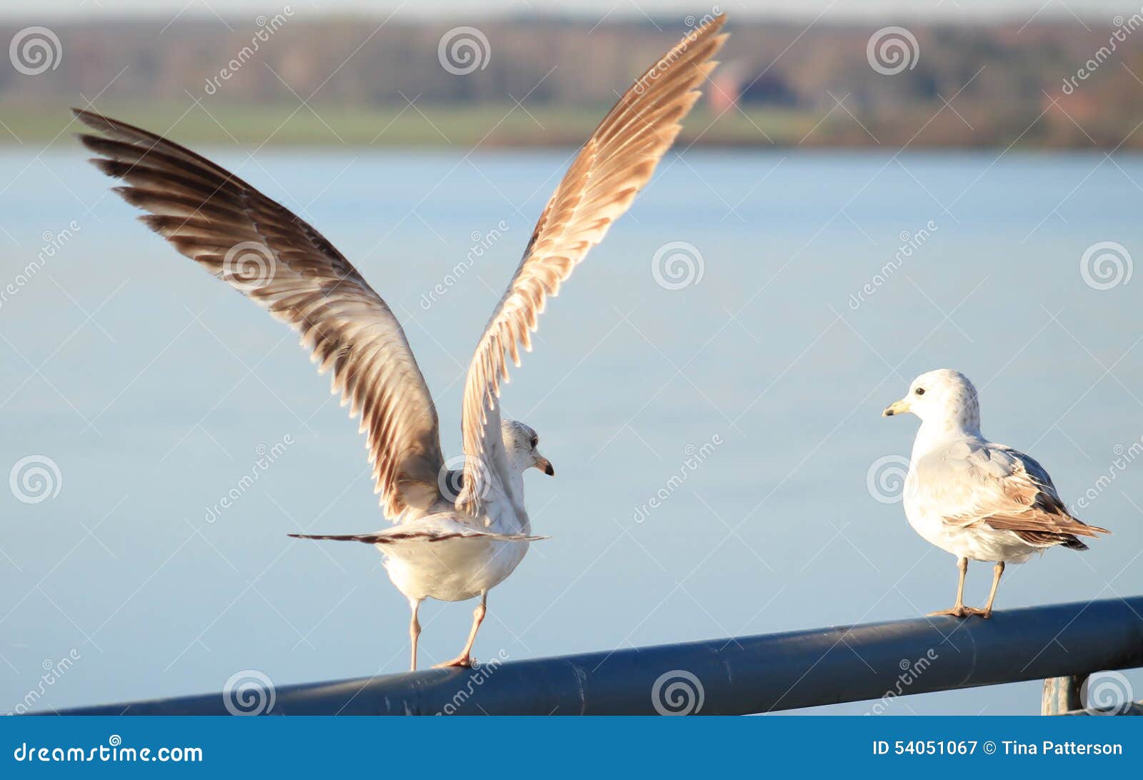 Sea Gull stock image. Image of feathers, bird, beauty - 54051067