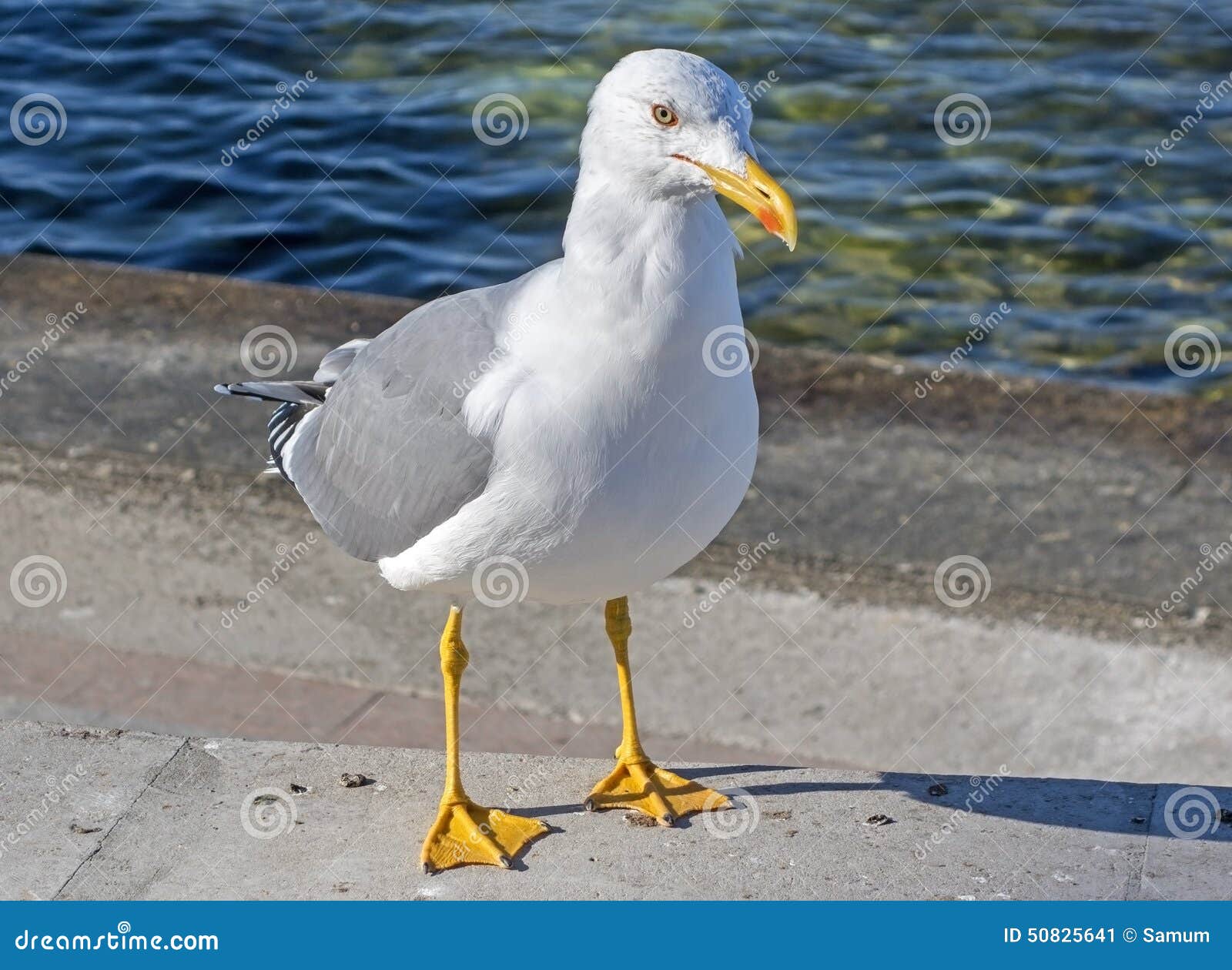 Sea Gull Stock Photo - Image: 50825641